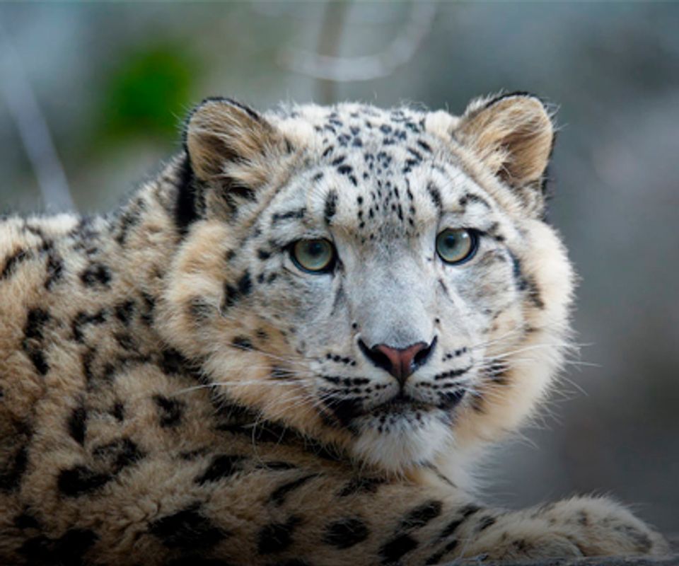 The official website of Siberian Health